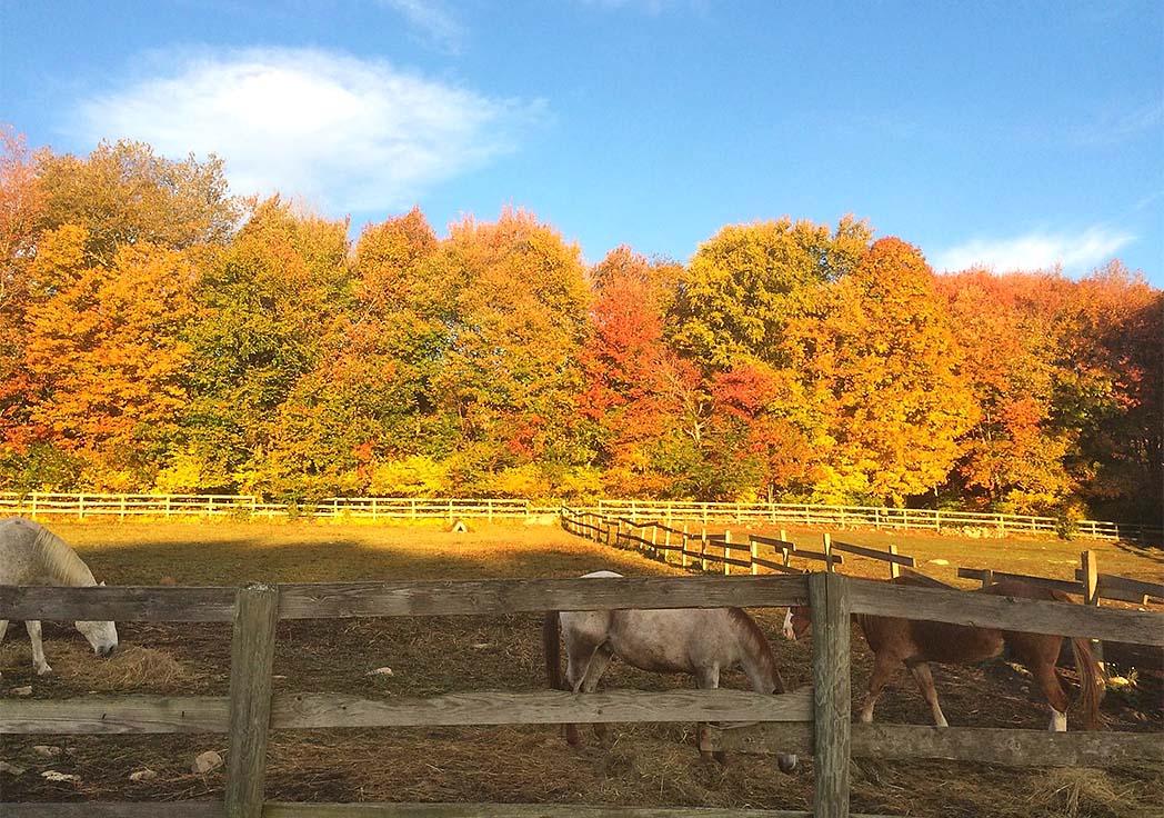 About the Farm | Locket's Meadow Farm