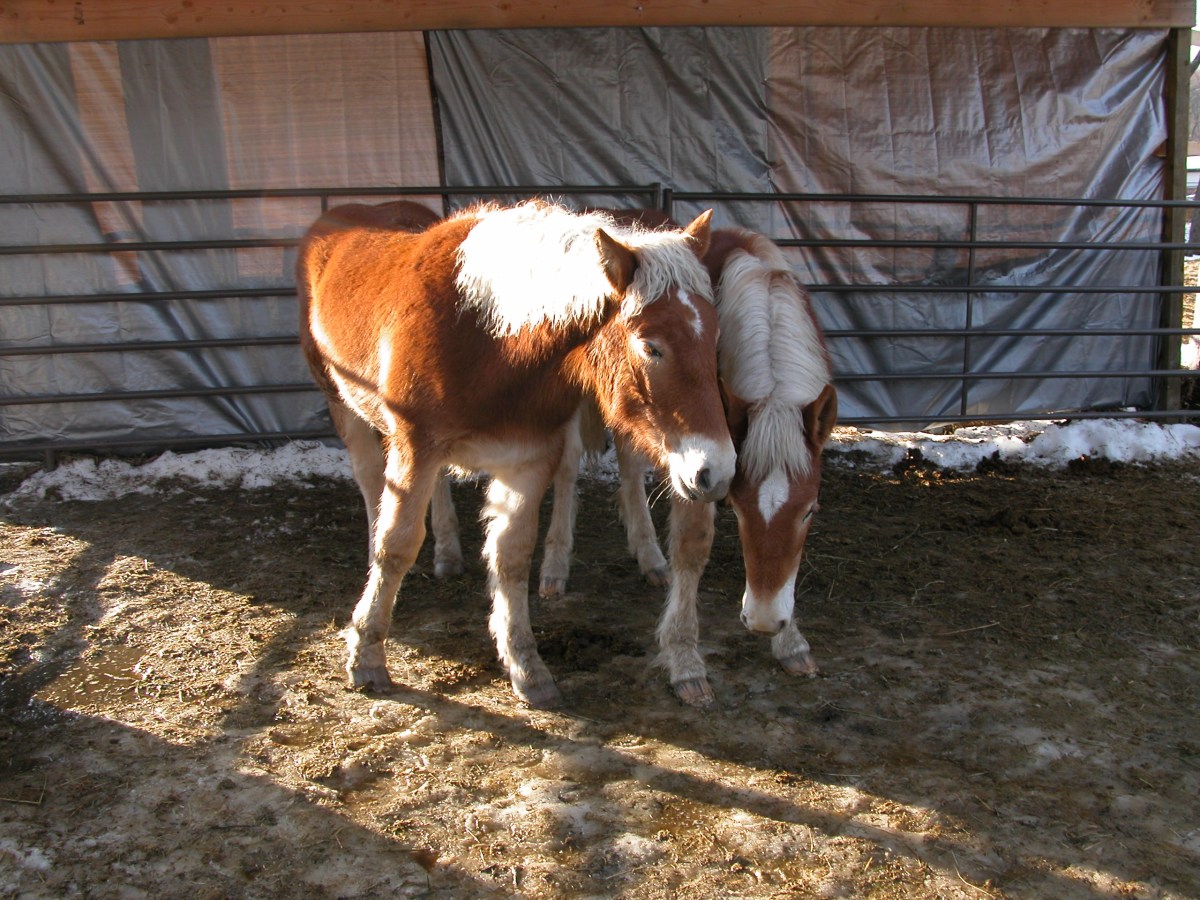 Kitty Not-a-Cat | Locket's Meadow Farm