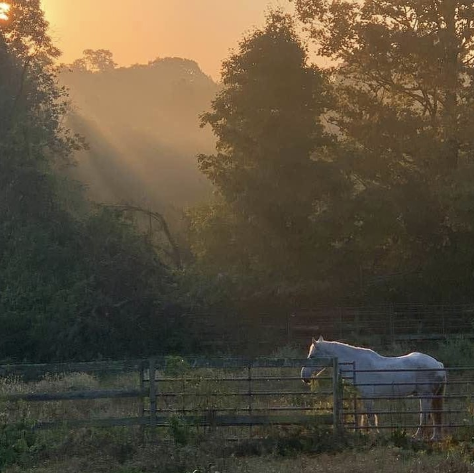 Locket's Meadow Farm | an animal rescue and sanctuary in Bethany ...
