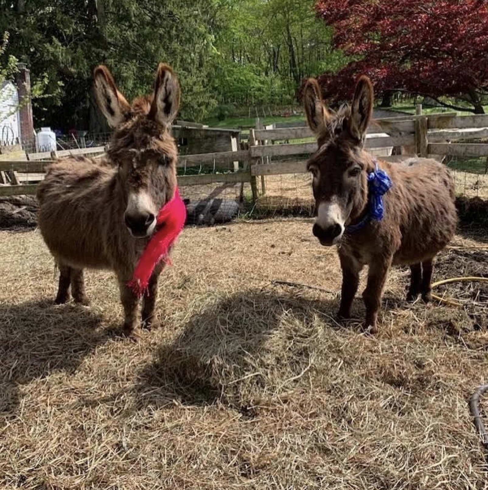 Birthday Fundraisers | Locket's Meadow Farm